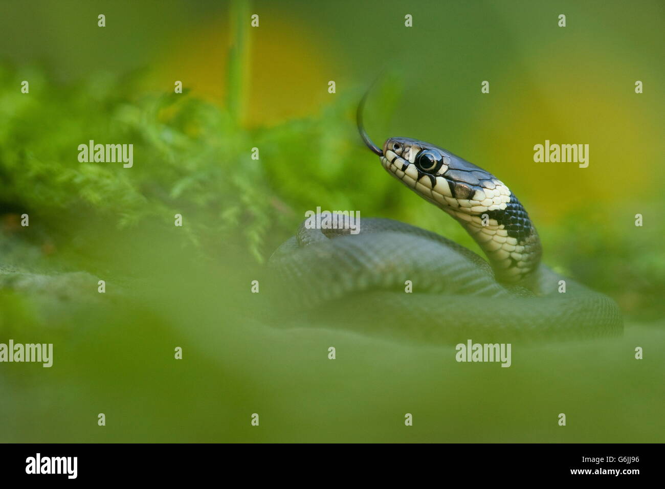Grass Snake, Germany / (Natrix natrix Stock Photo - Alamy