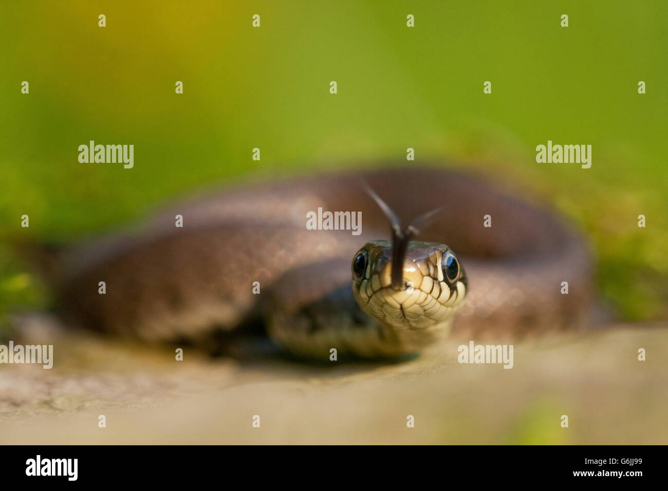 Grass Snake, Germany / (Natrix natrix Stock Photo - Alamy