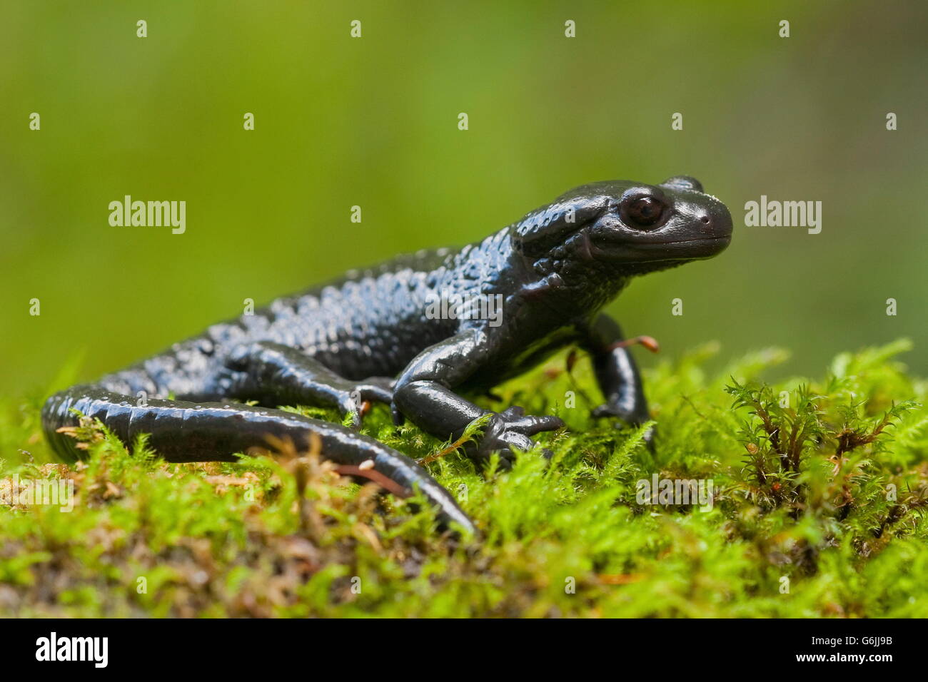 Black alpine salamanders salamandra atra hi-res stock photography and ...