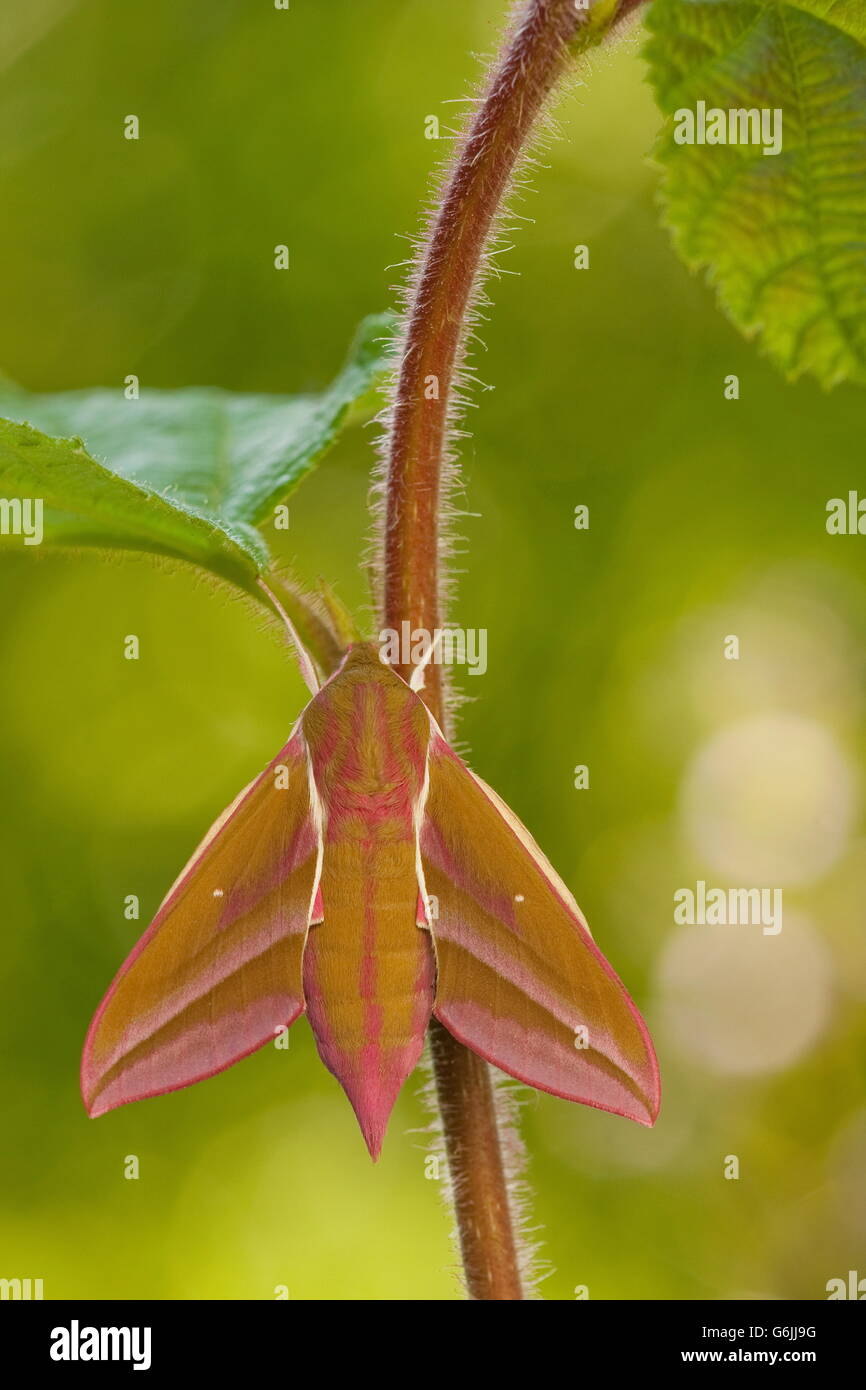 Lepidoptera deilephila elpenor hi-res stock photography and images - Alamy