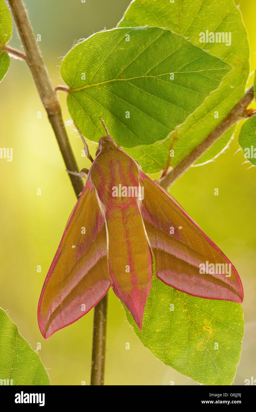 Lepidoptera deilephila elpenor hi-res stock photography and images - Alamy