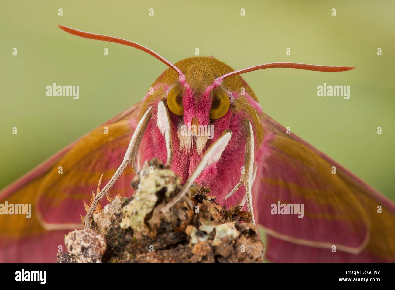 Elephant Hawk-moth, Germany / (Deilephila elpenor Stock Photo - Alamy