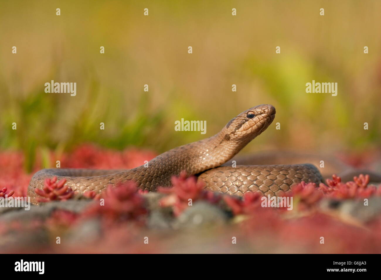 smooth snake, Germany / (Coronella austriaca Stock Photo - Alamy