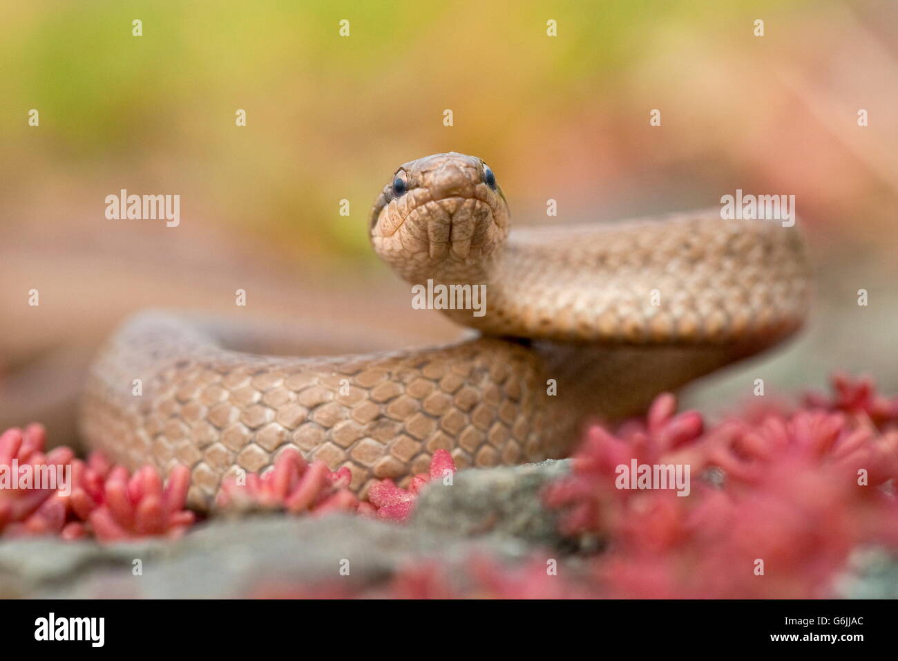 smooth snake, Germany / (Coronella austriaca Stock Photo - Alamy