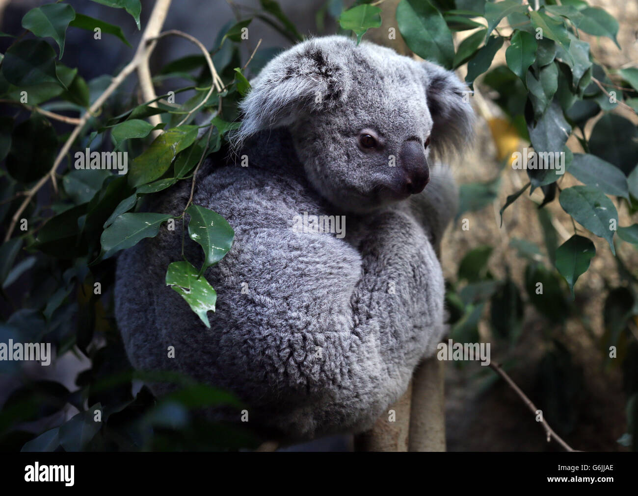 Koala In Pouch