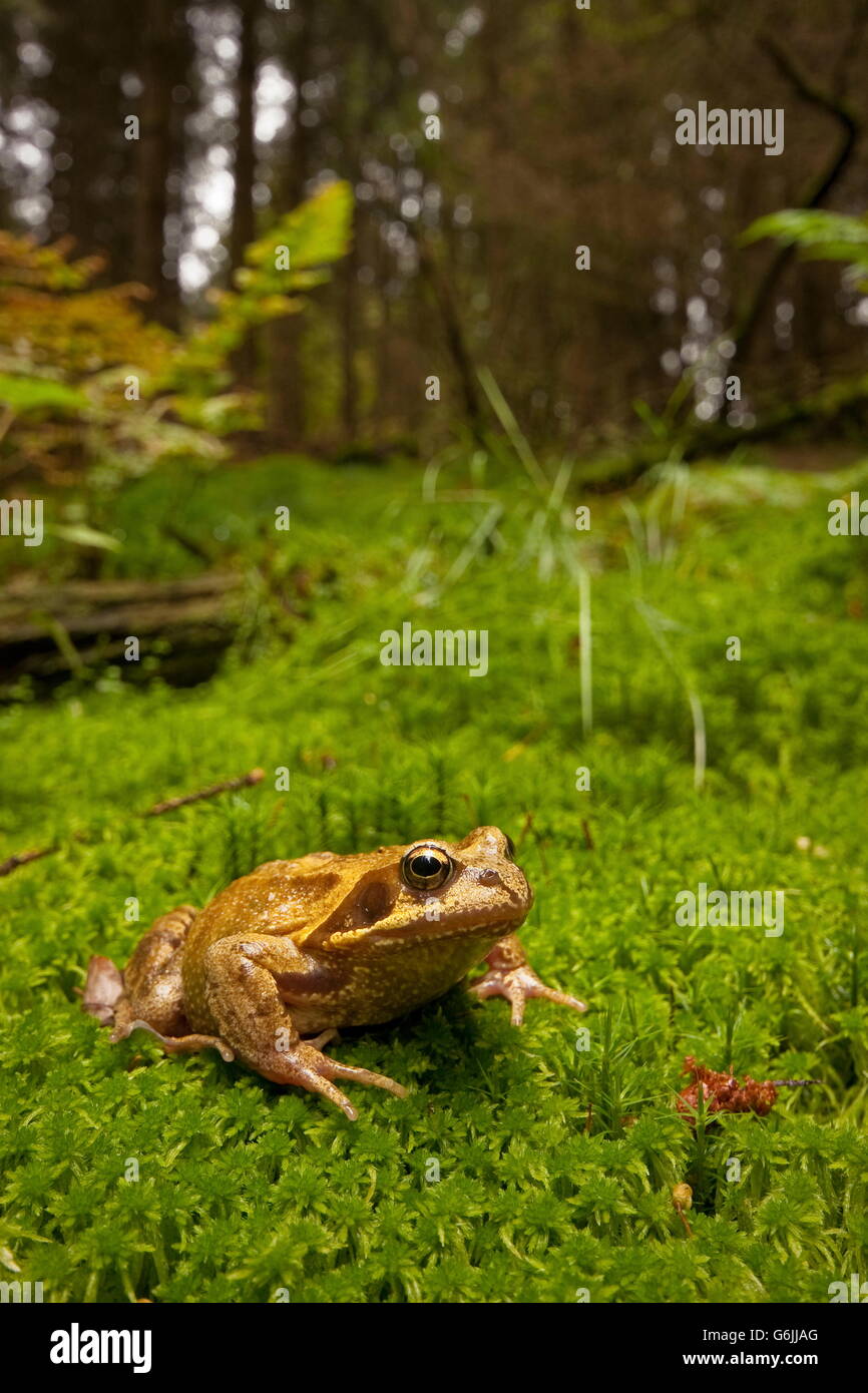 common frog, Germany / (Rana temporaria Stock Photo - Alamy