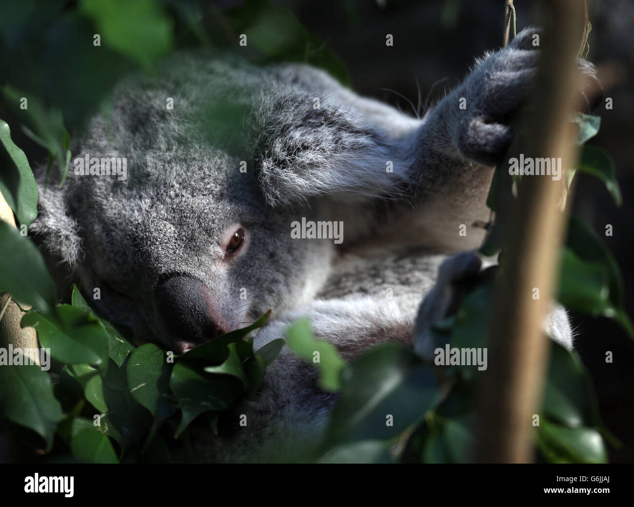 Koala at Edinburgh Zoo Stock Photo - Alamy