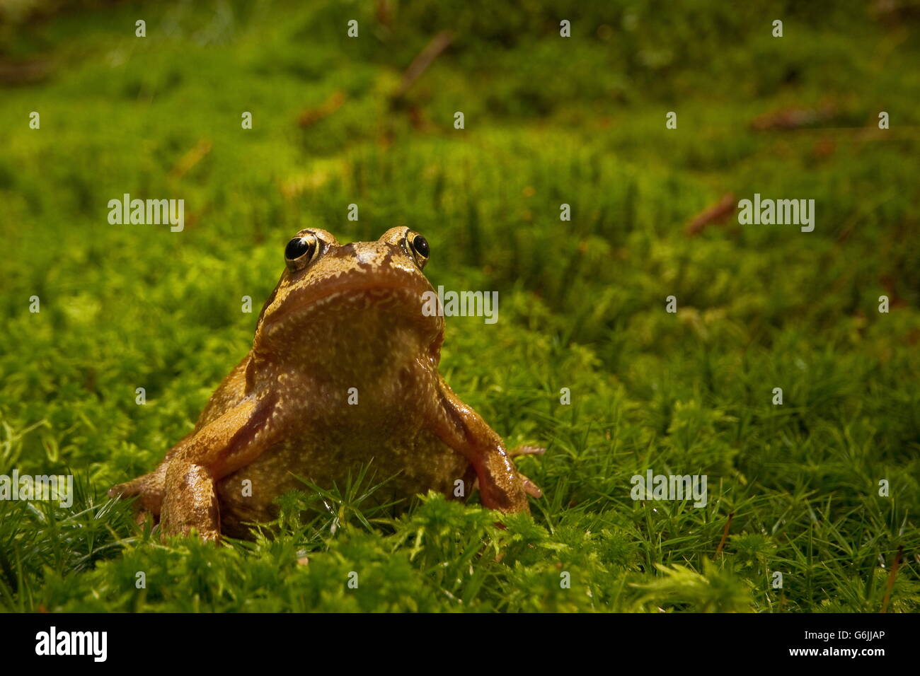 common frog, Germany / (Rana temporaria Stock Photo - Alamy