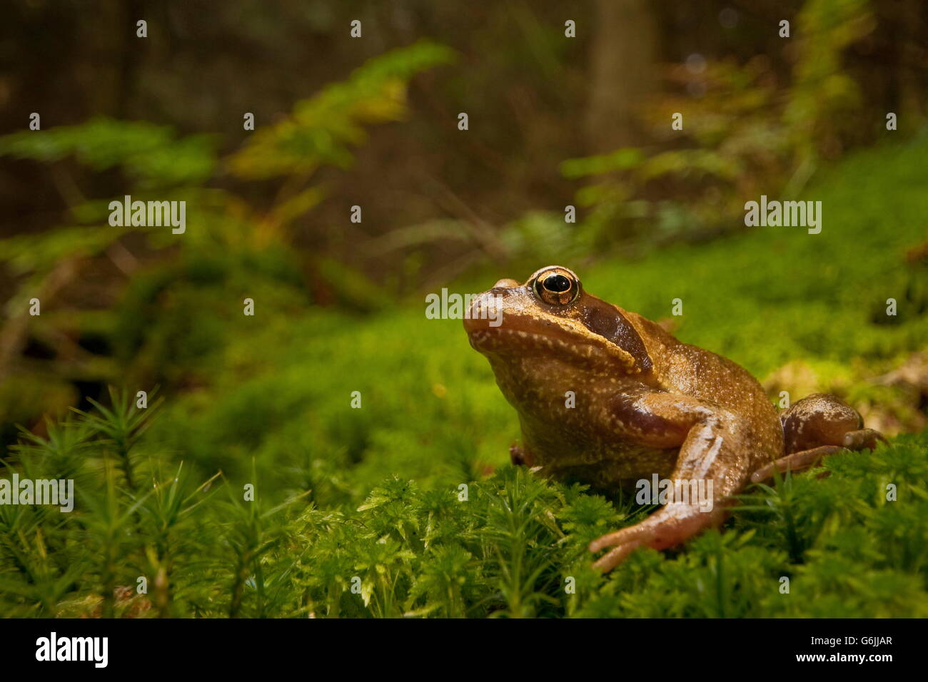common frog, Germany / (Rana temporaria Stock Photo - Alamy