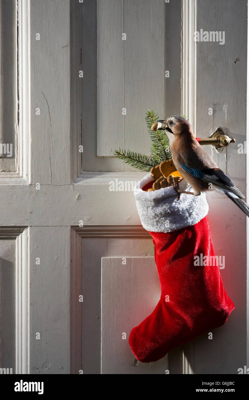 Eurasian jay, christmas, Germany / (Garrulus glandarius Stock Photo - Alamy