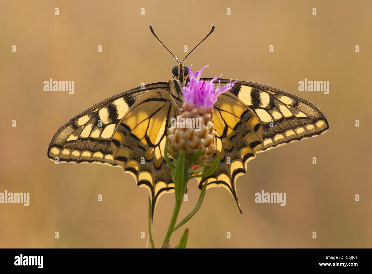Old world swallowtails hi-res stock photography and images - Alamy