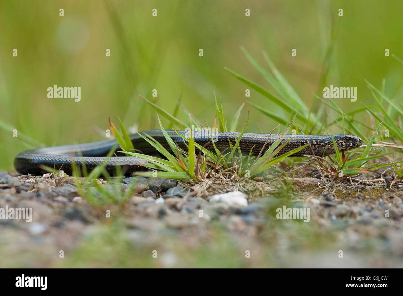 Slow worm hi-res stock photography and images - Alamy