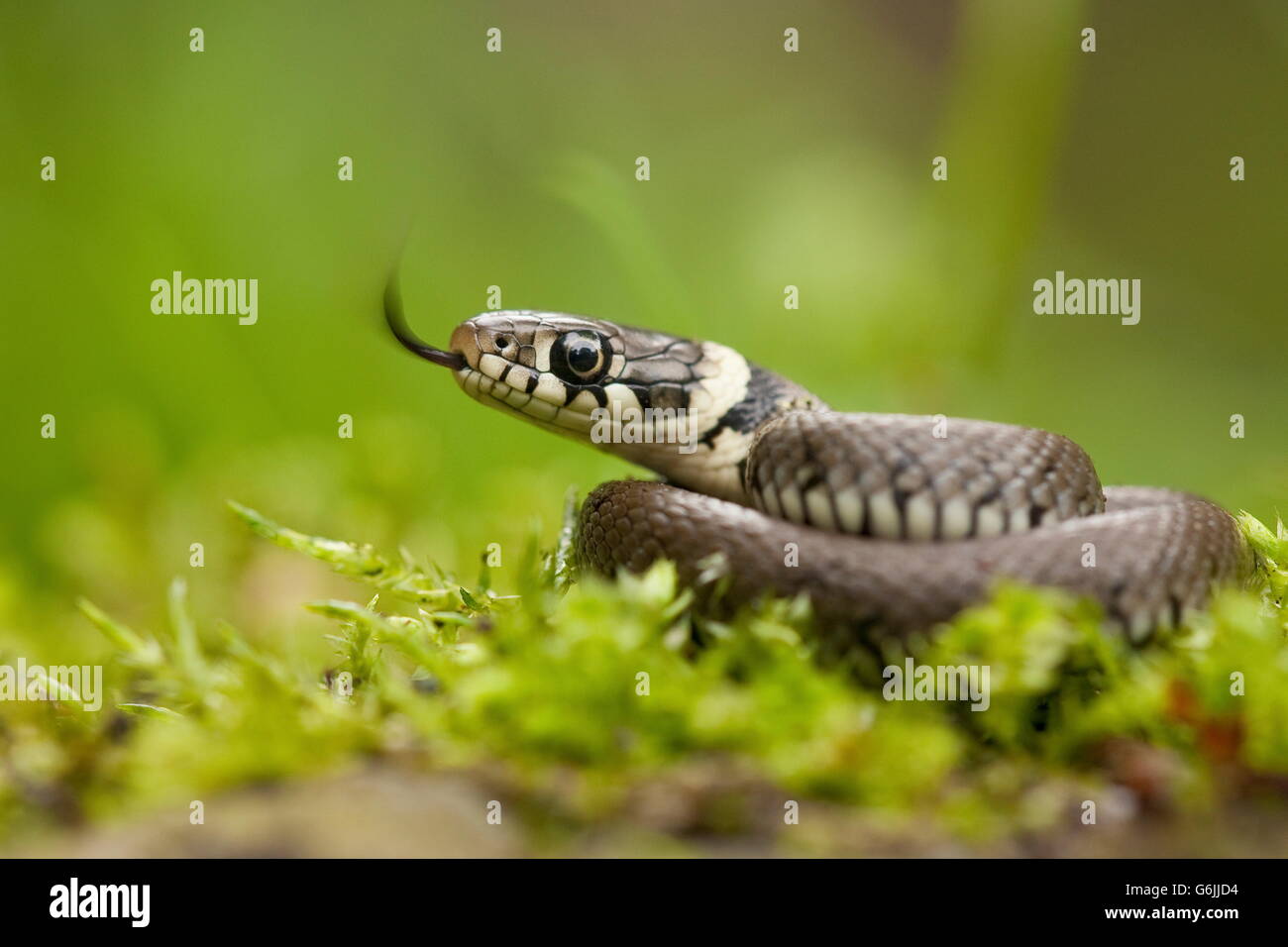 Grass Snake, Germany / (Natrix natrix Stock Photo - Alamy