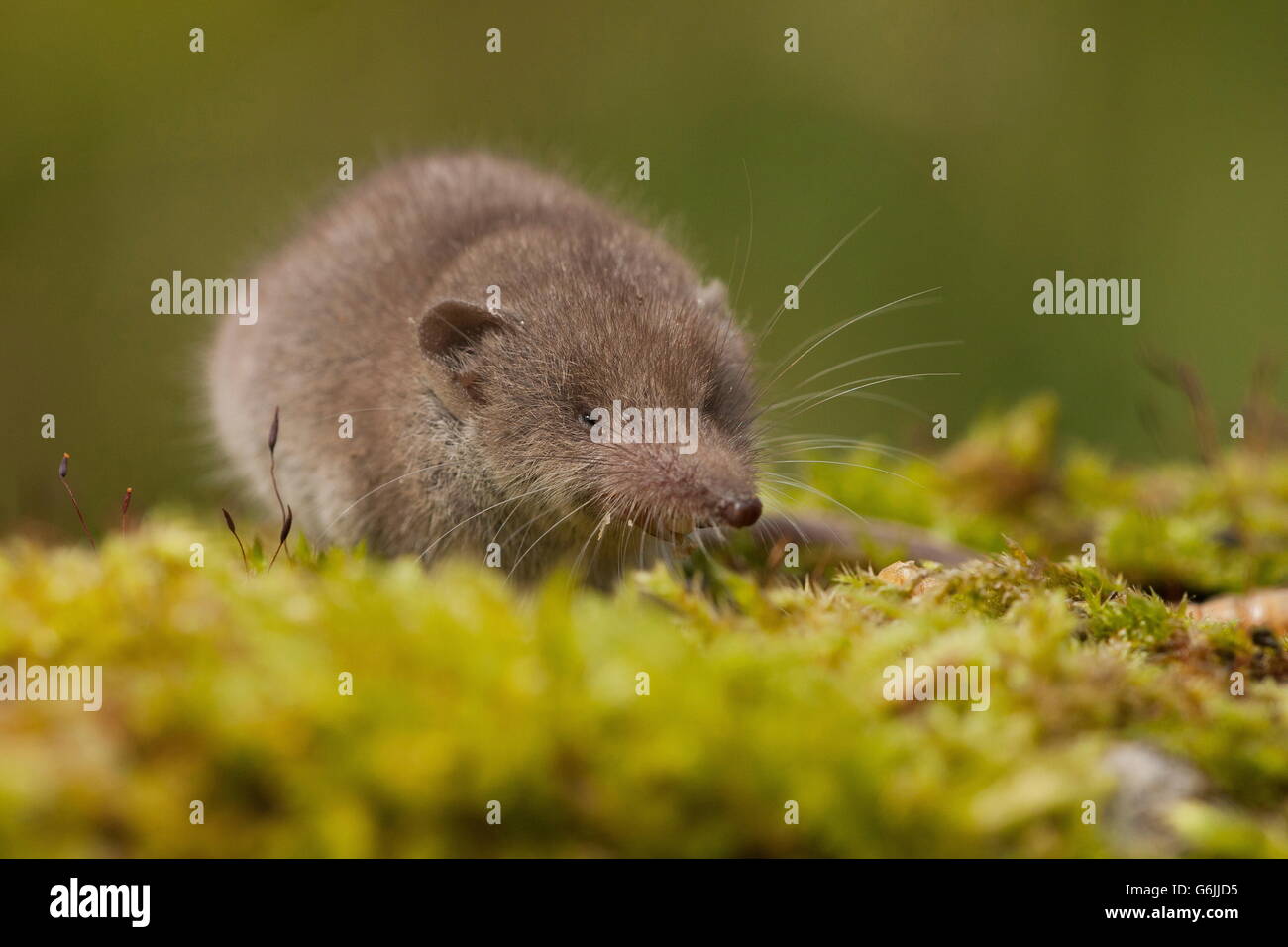 Greater White-toothed Shrew, Germany / (Crocidura russula Stock Photo ...