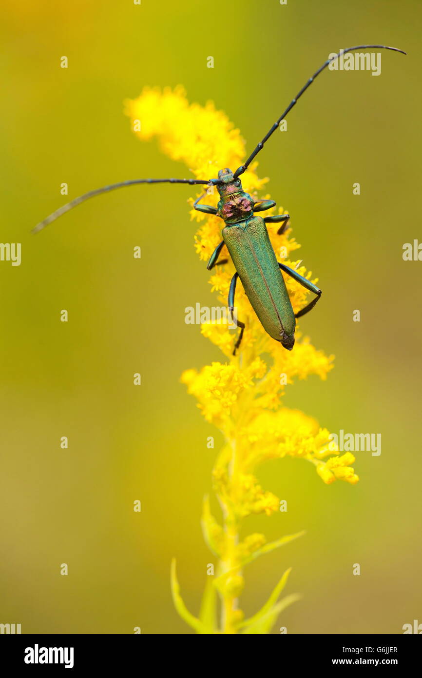 Musk beetle, Germany / (Aromia moschata Stock Photo - Alamy