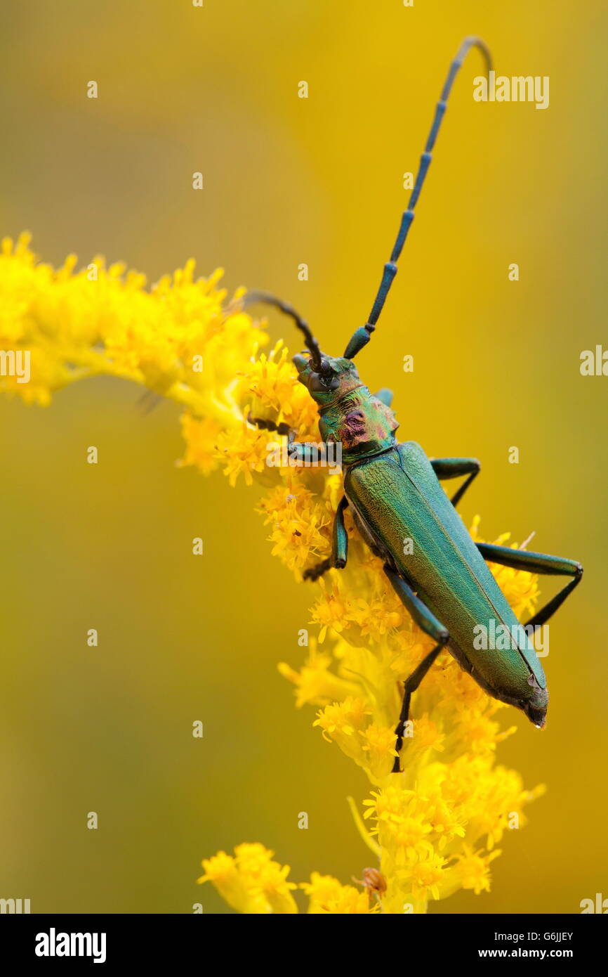 Musk beetle, Germany / (Aromia moschata Stock Photo - Alamy