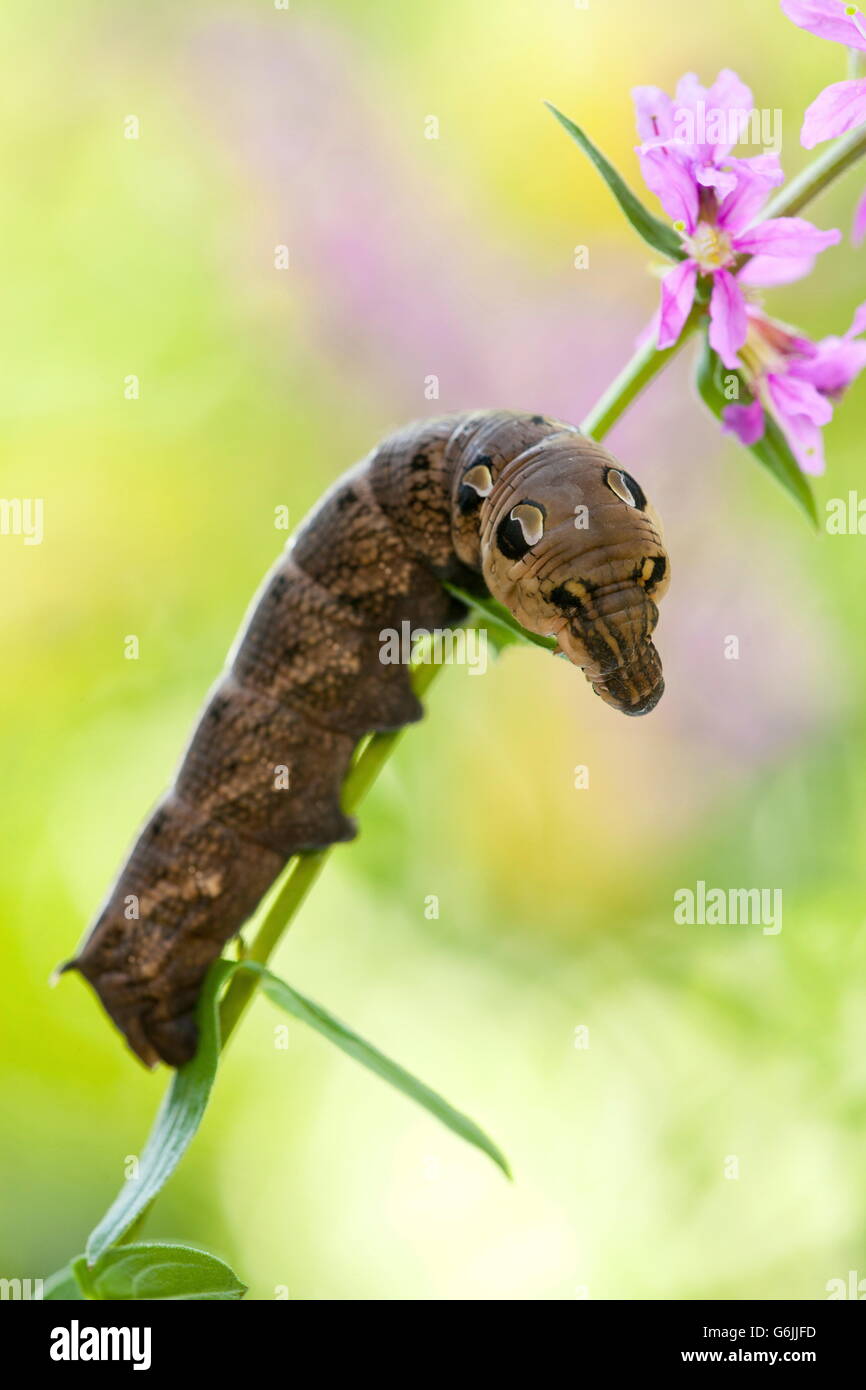 Elephant Hawk-moth, caterpillar, Germany / (Deilephila elpenor Stock ...