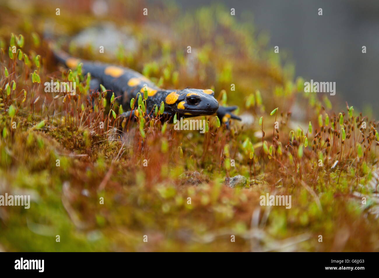 fire salamander, Germany / (Salamandra salamandra Stock Photo - Alamy