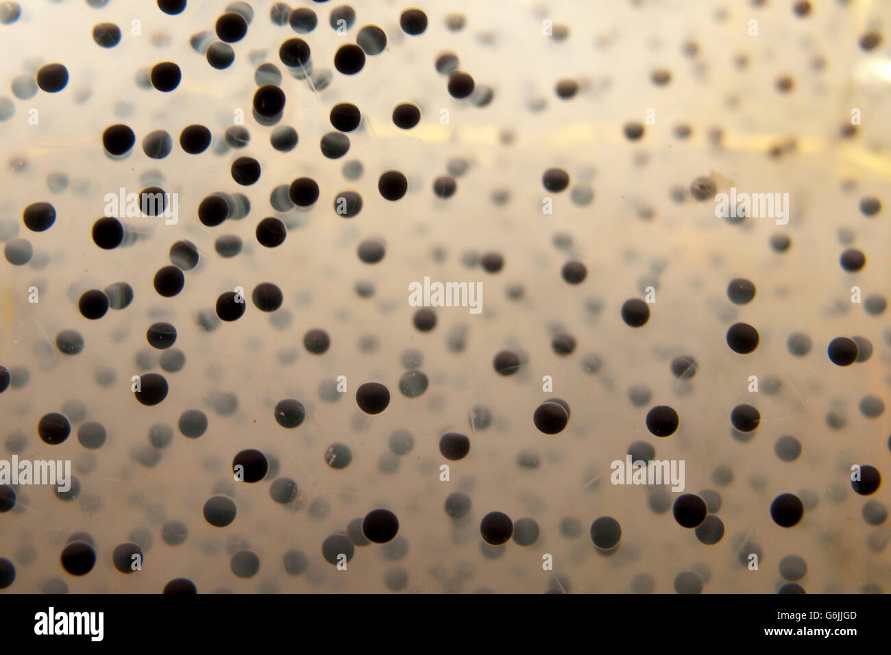 common frog, spawn, Germany / (Rana temporaria Stock Photo - Alamy