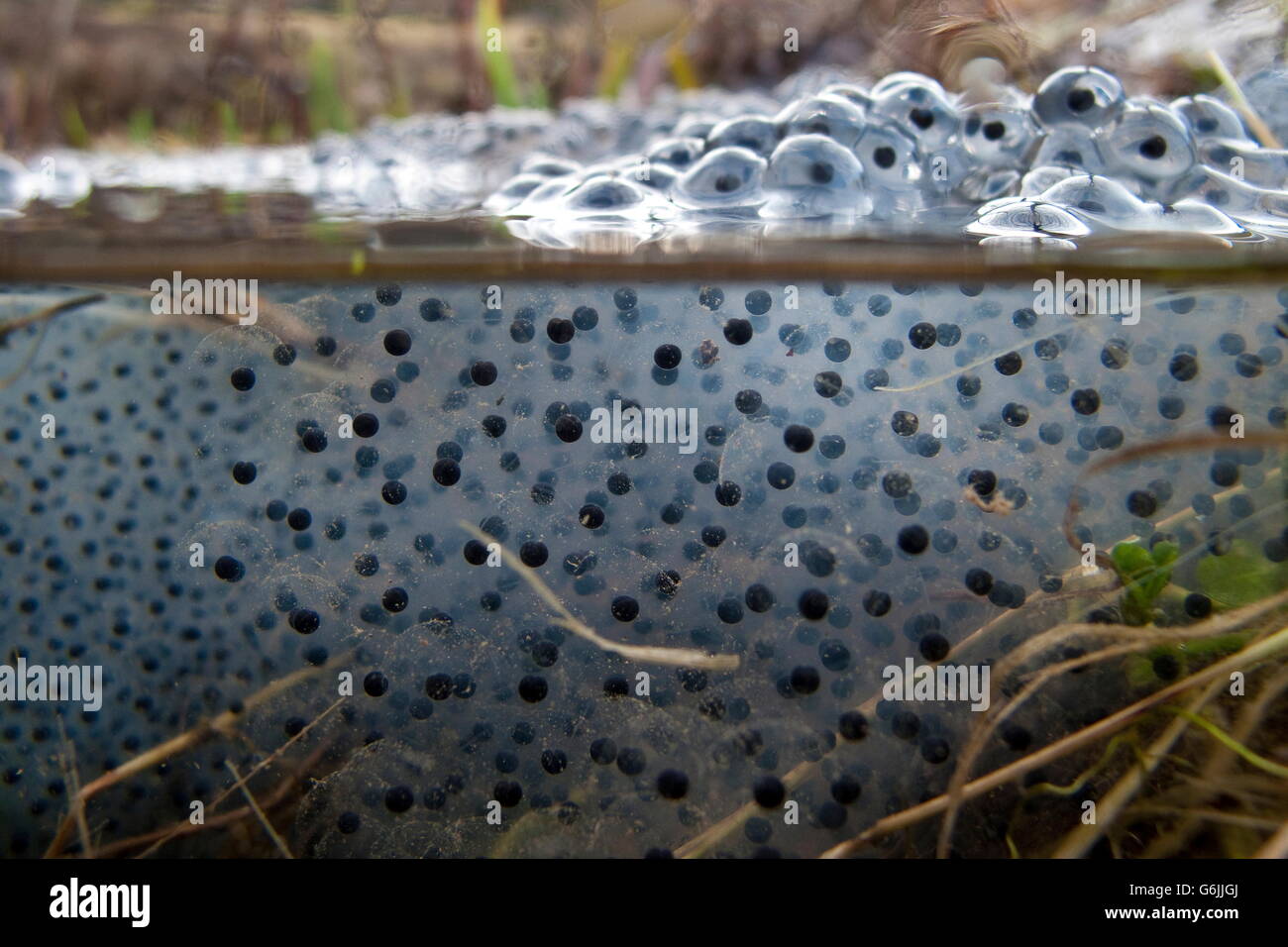 common frog, spawn, Germany / (Rana temporaria Stock Photo - Alamy