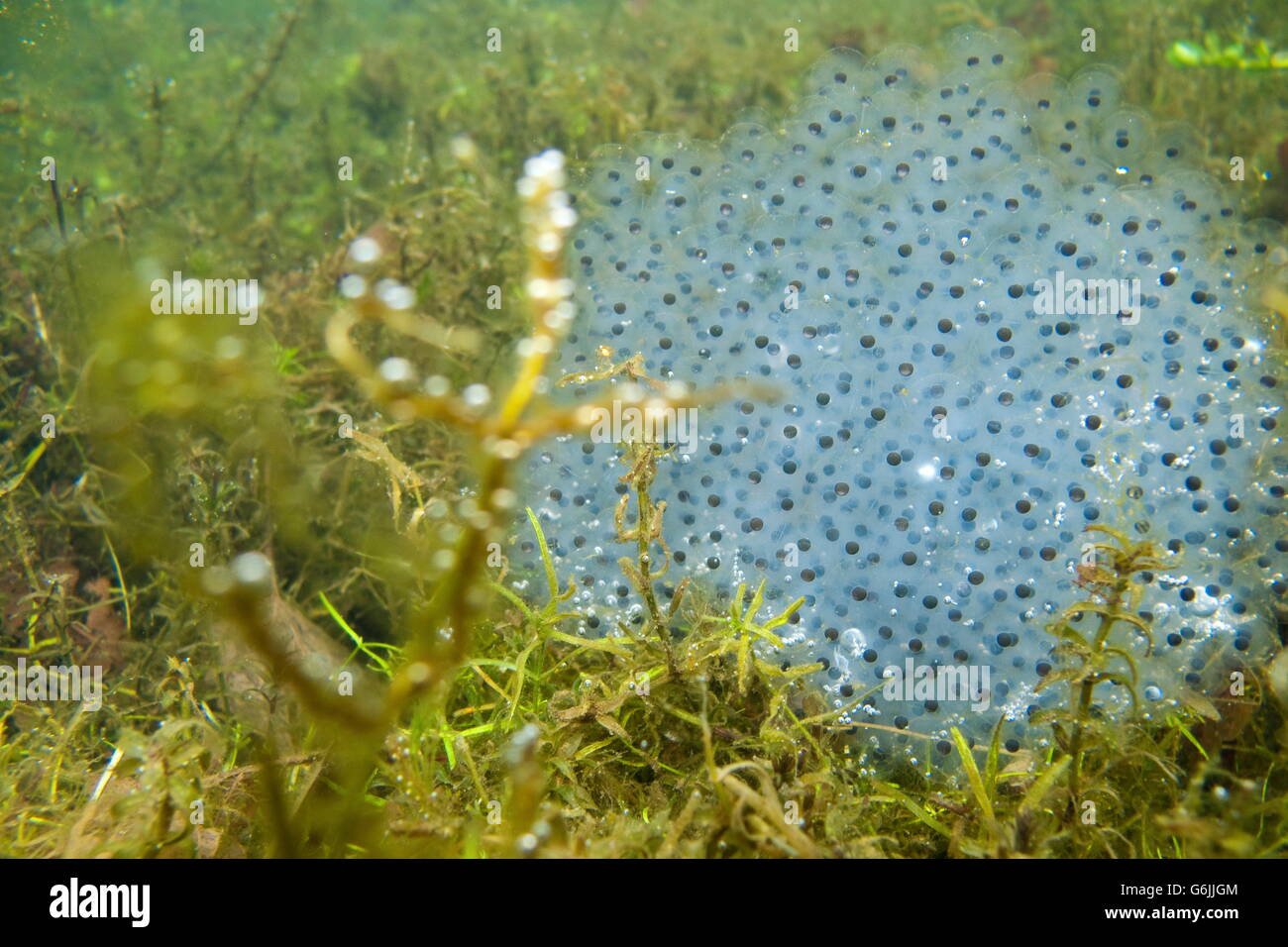 common frog, spawn, Germany / (Rana temporaria Stock Photo - Alamy