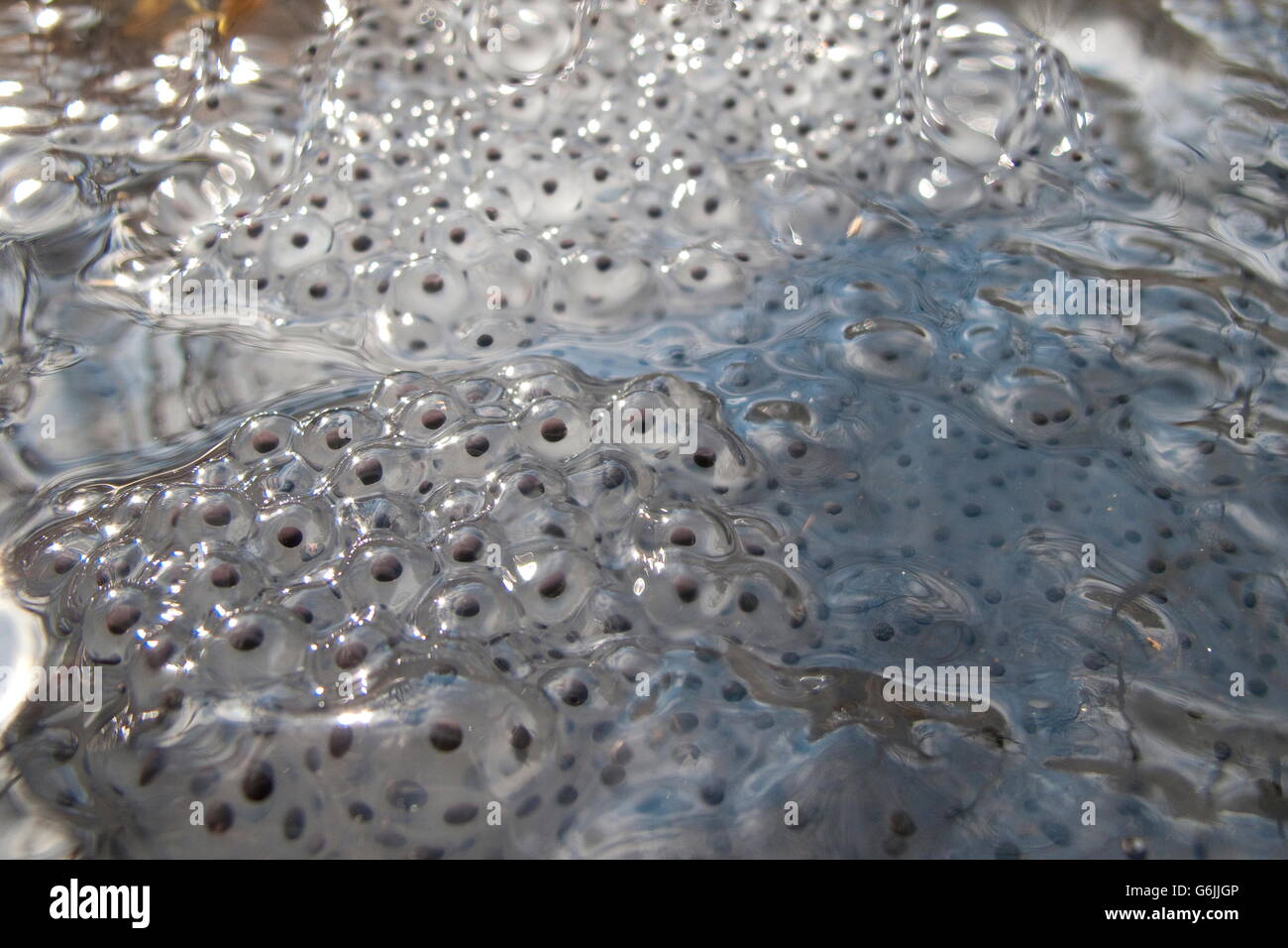 common frog, spawn, Germany / (Rana temporaria Stock Photo - Alamy