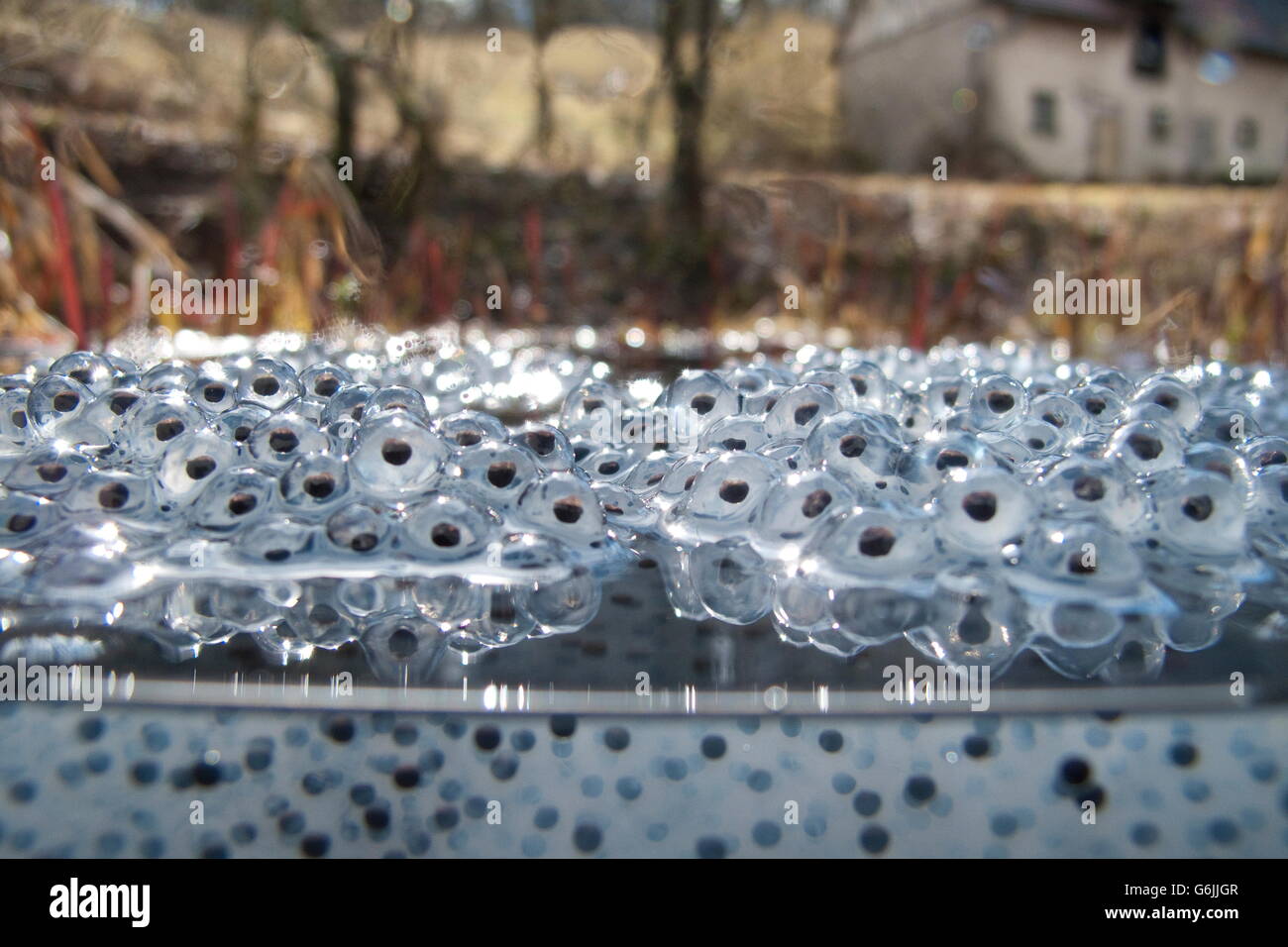 common frog, spawn, Germany / (Rana temporaria Stock Photo - Alamy