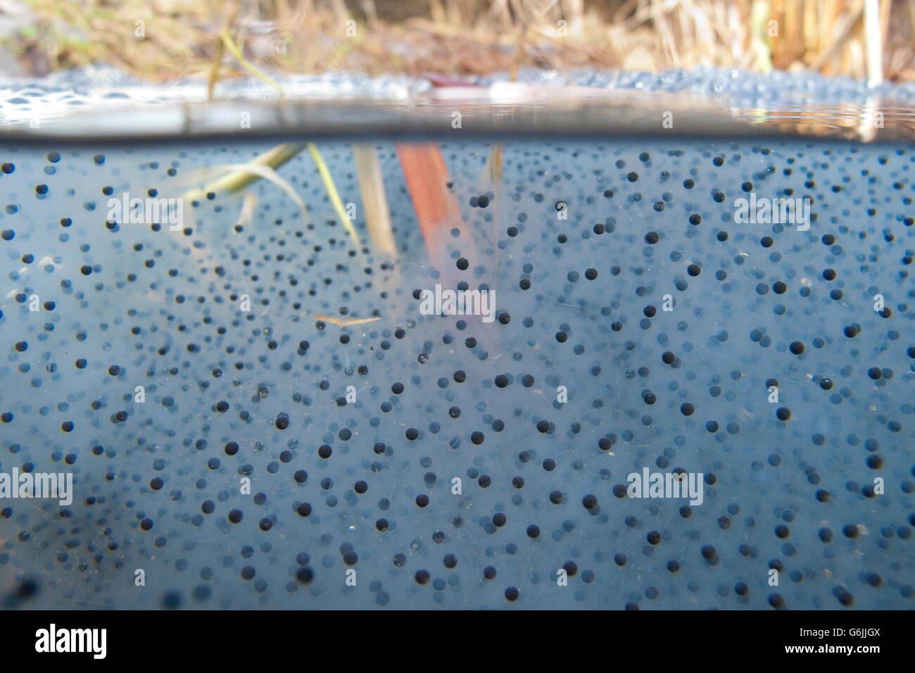 common frog, spawn, Germany / (Rana temporaria Stock Photo - Alamy