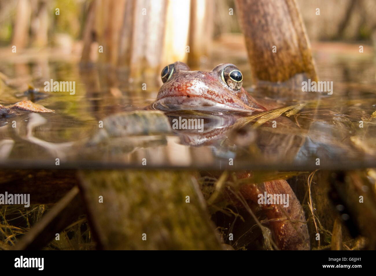 common frog, Germany / (Rana temporaria Stock Photo - Alamy