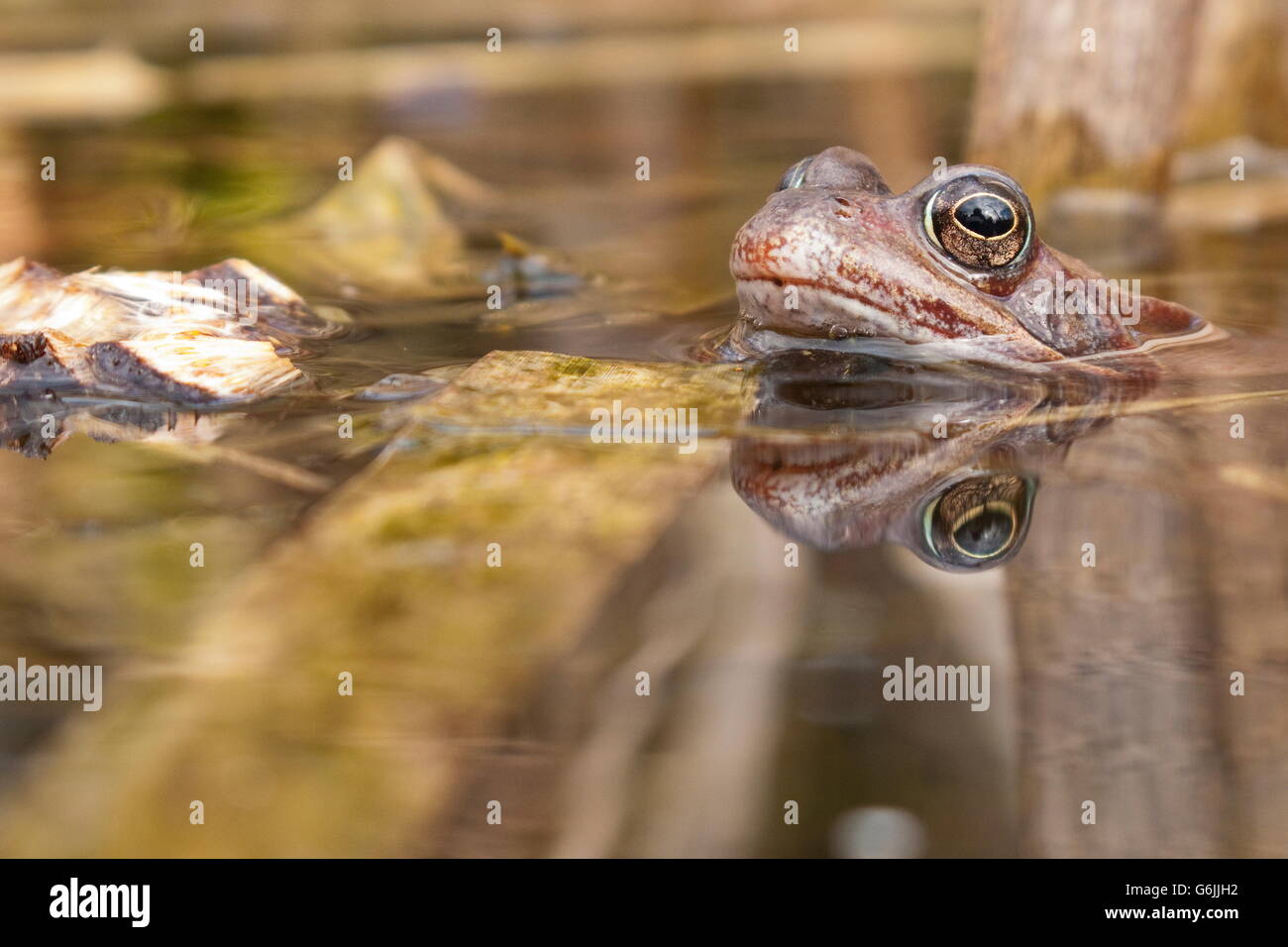 common frog, Germany / (Rana temporaria Stock Photo - Alamy