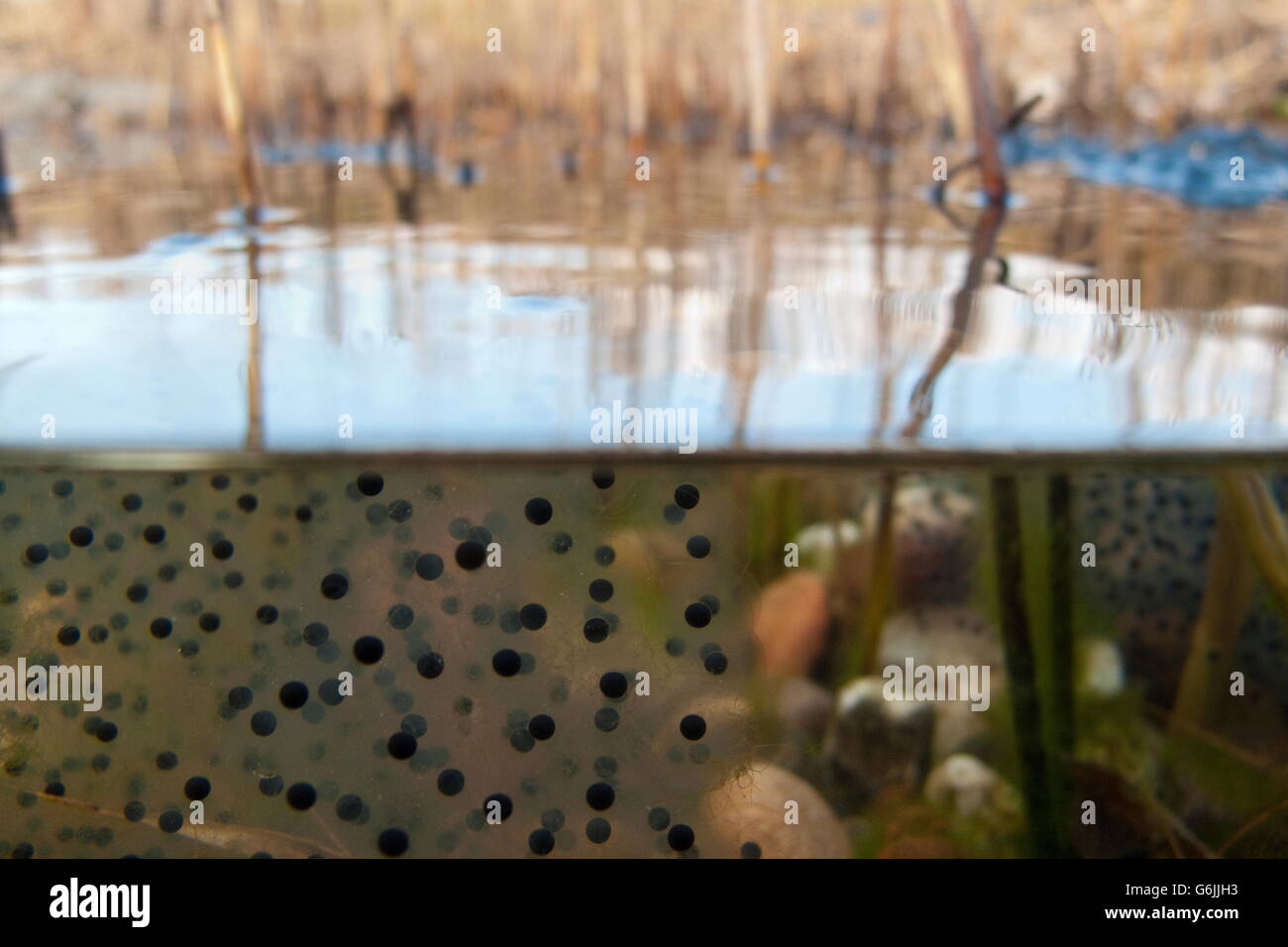 common frog, spawn, Germany / (Rana temporaria Stock Photo - Alamy