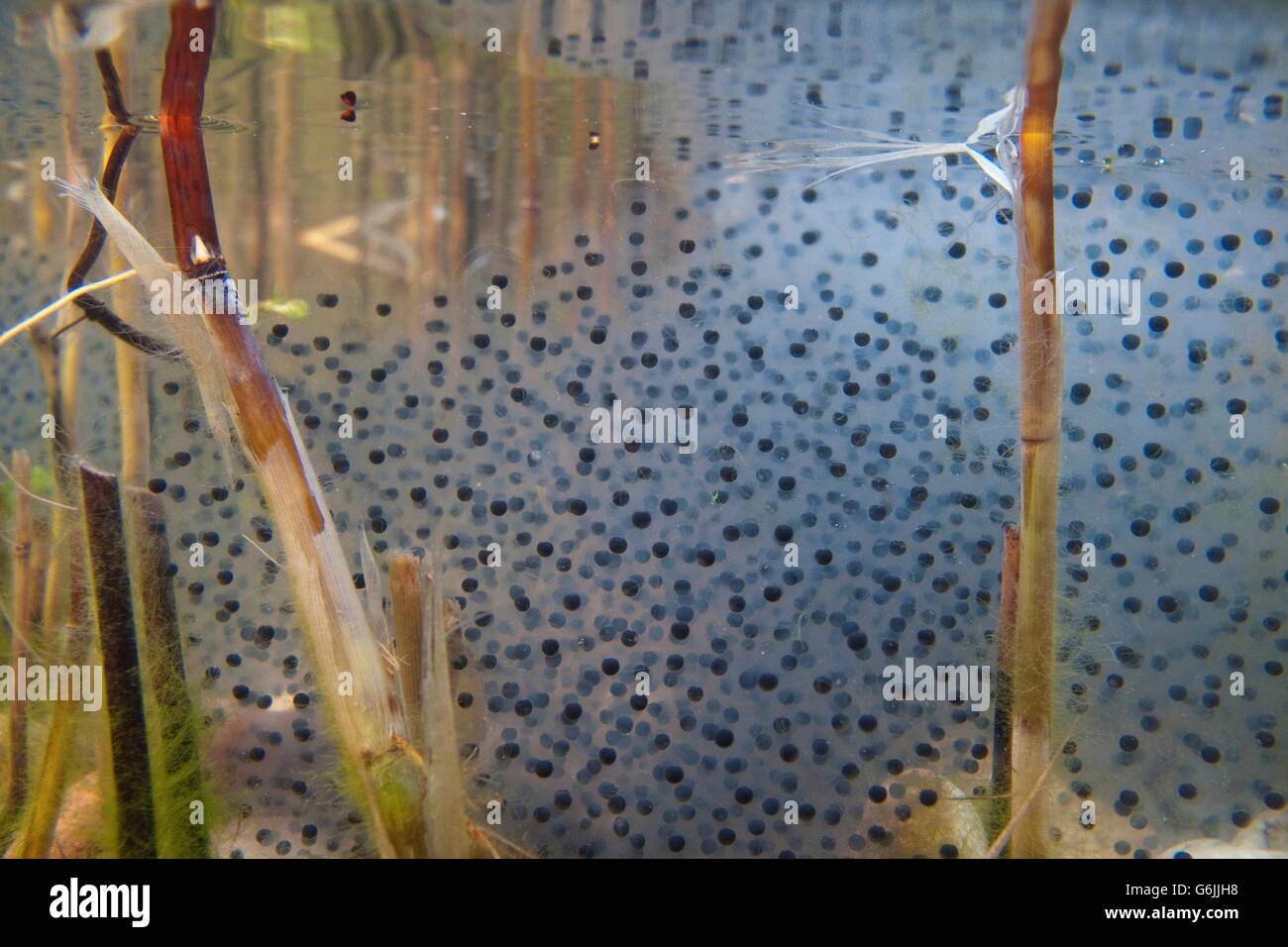 common frog, spawn, Germany / (Rana temporaria Stock Photo - Alamy