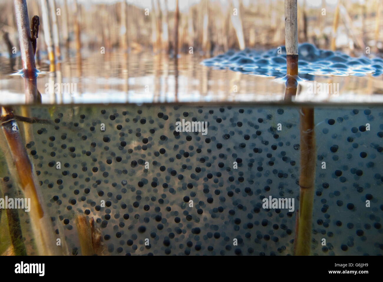 common frog, spawn, Germany / (Rana temporaria Stock Photo - Alamy
