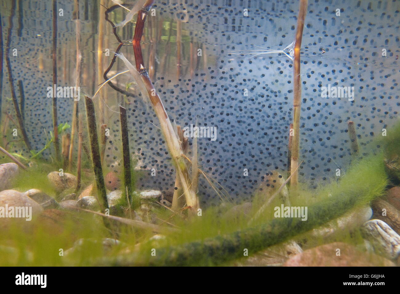 common frog, spawn, Germany / (Rana temporaria Stock Photo - Alamy