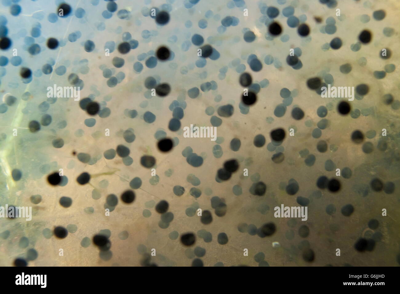 common frog, spawn, Germany / (Rana temporaria Stock Photo - Alamy