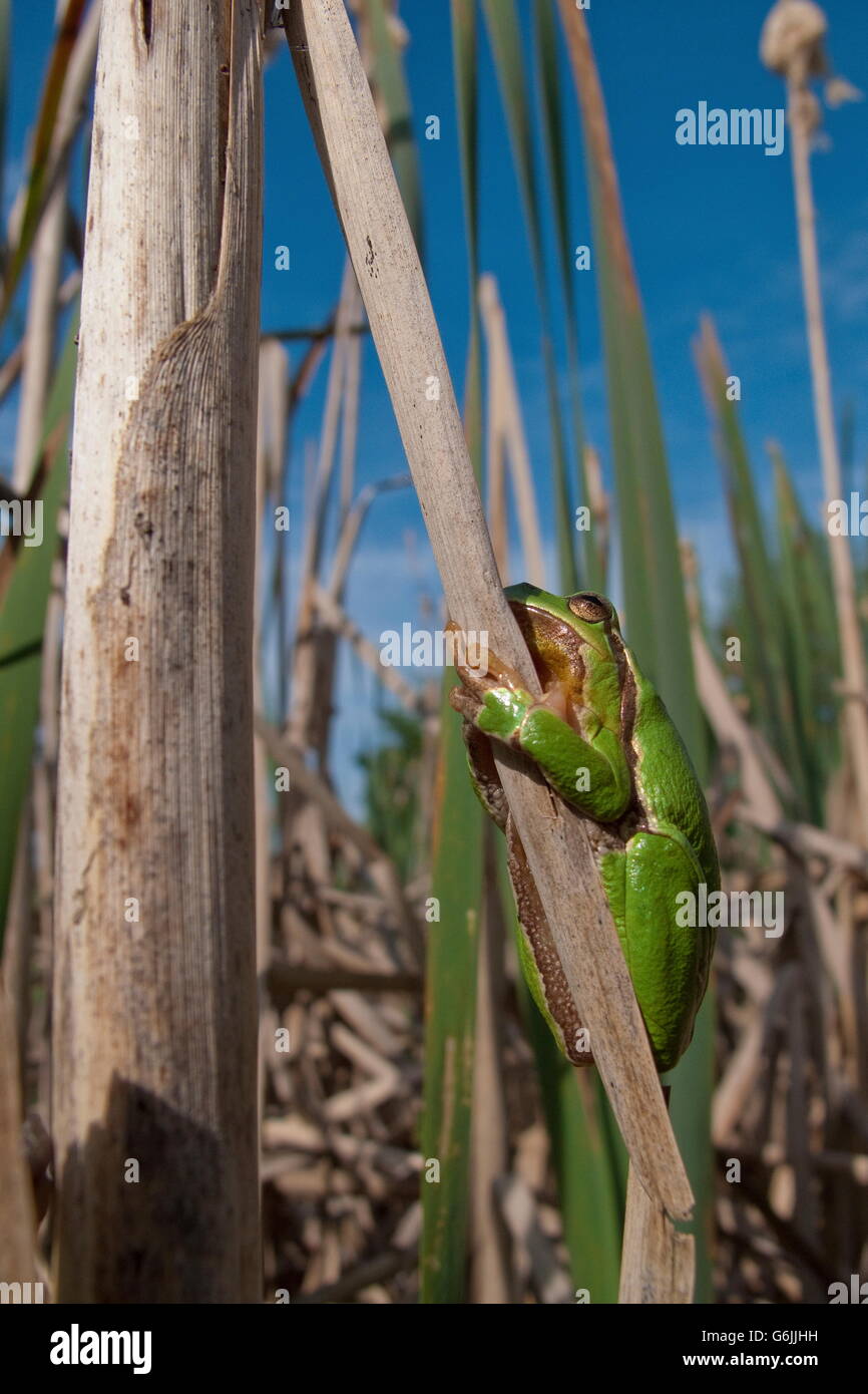 Reed frogs hi-res stock photography and images - Alamy