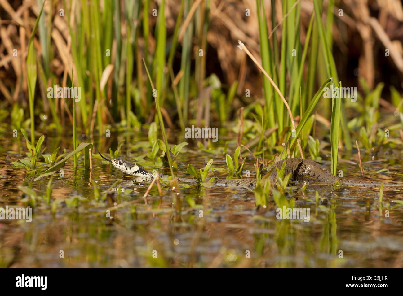 Grass Snake, Germany / (Natrix natrix Stock Photo - Alamy