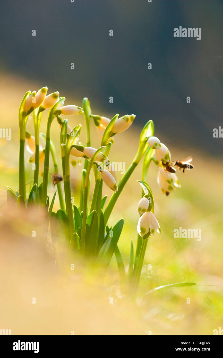 European honey bee, Spring Snowflake, Germany / (Apis mellifera ...