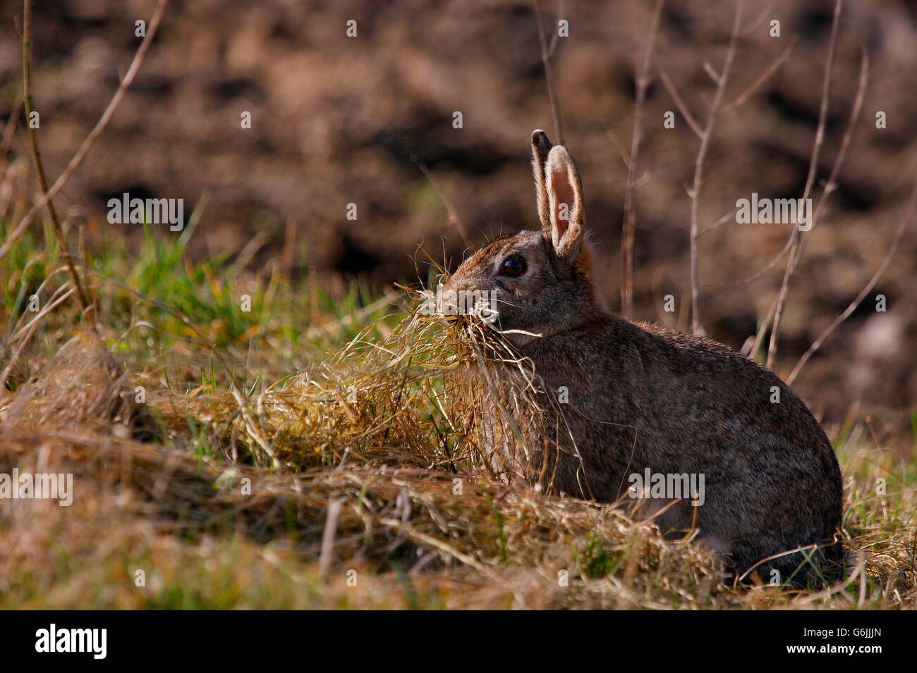 Eating eats rabbits hi-res stock photography and images - Alamy