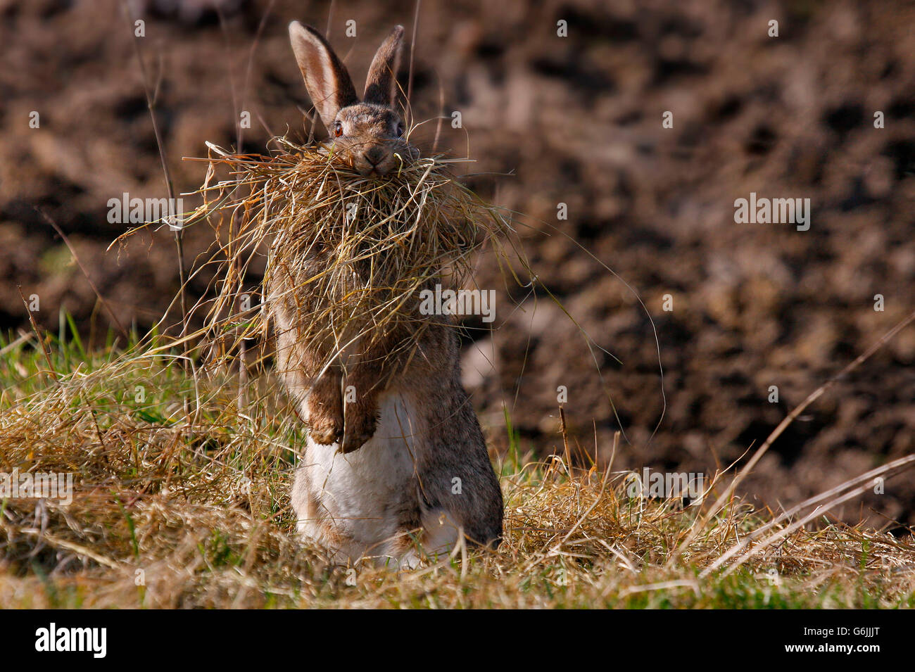 European rabbit, Germany / (Oryctolagus cuniculus Stock Photo - Alamy