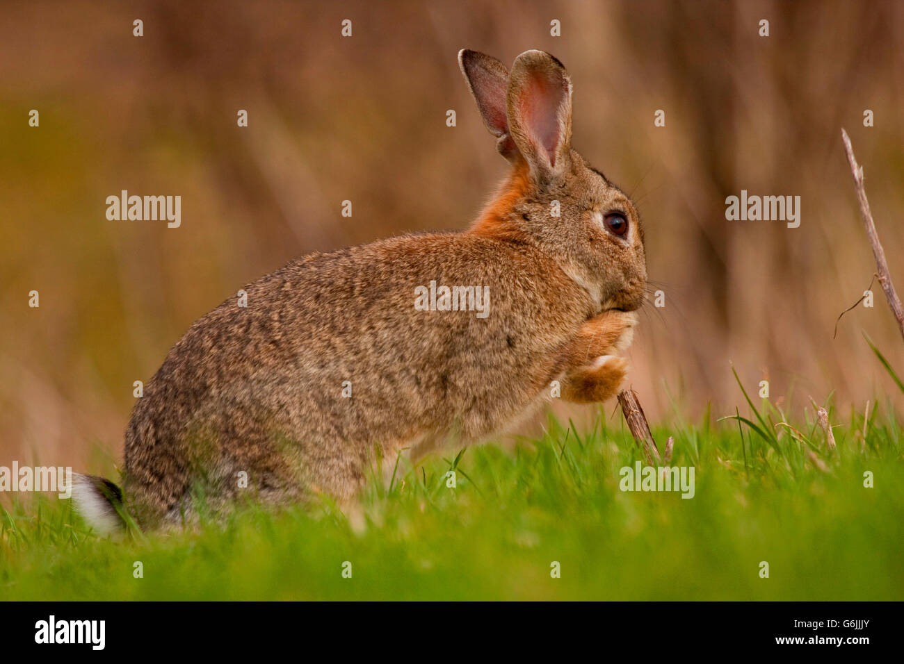 European rabbit, Germany / (Oryctolagus cuniculus Stock Photo - Alamy