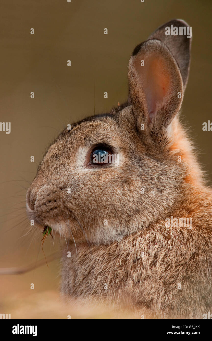 European rabbit, Germany / (Oryctolagus cuniculus Stock Photo - Alamy