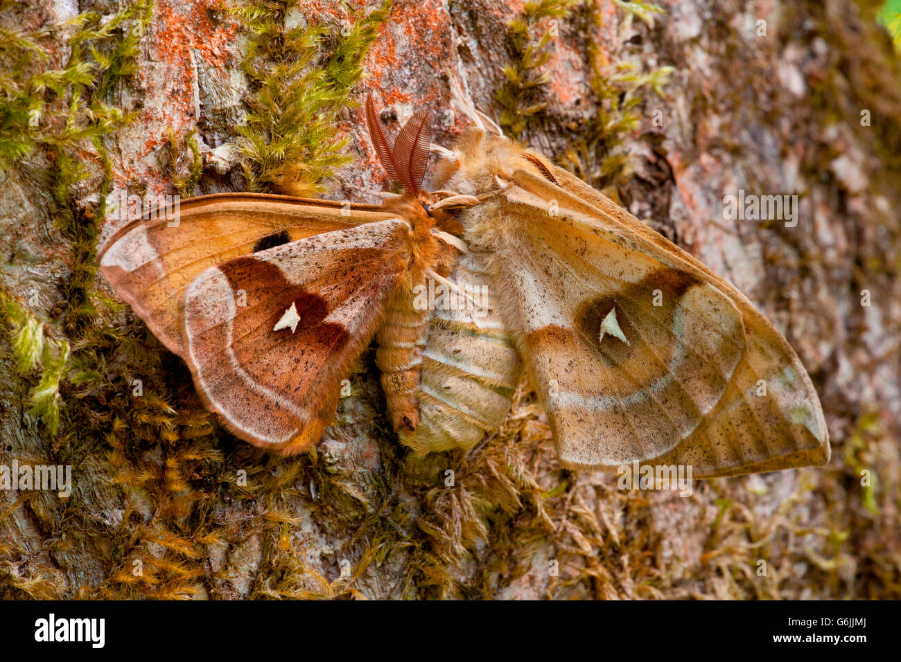 Tau Emperor, pairing, Germany / (Aglia tau Stock Photo - Alamy