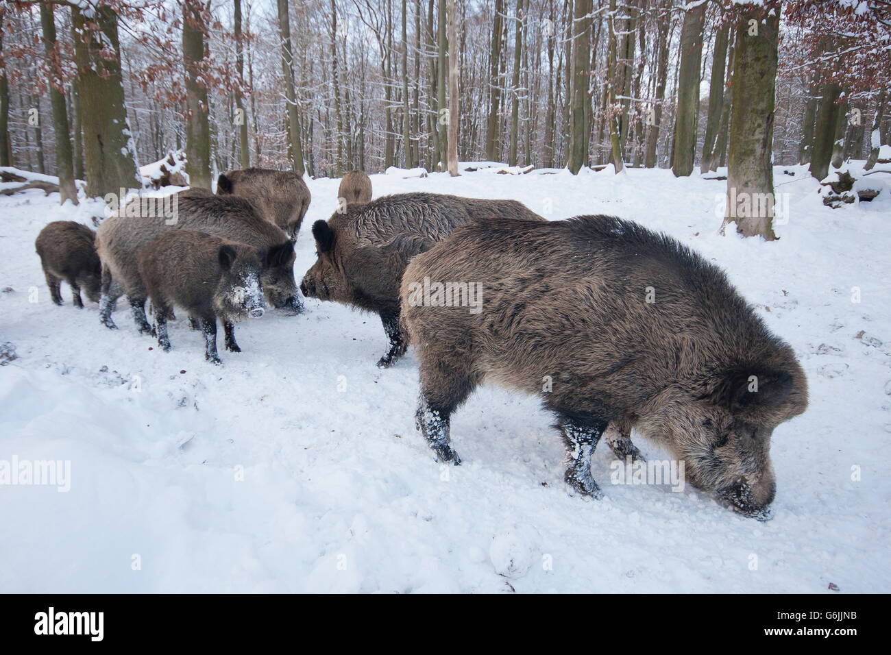 Wild boar, Germany / (Sus scrofa Stock Photo - Alamy