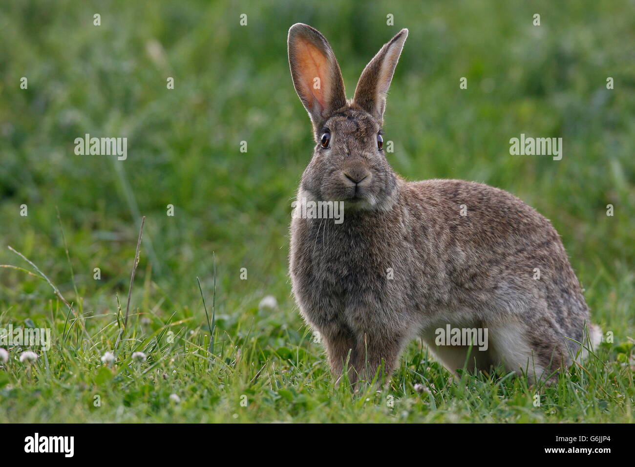 European rabbit, Germany / (Oryctolagus cuniculus Stock Photo - Alamy