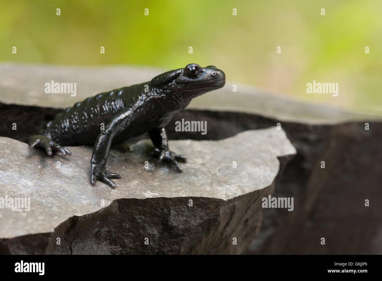 alpine salamander, Germany / (Salamandra atra Stock Photo - Alamy