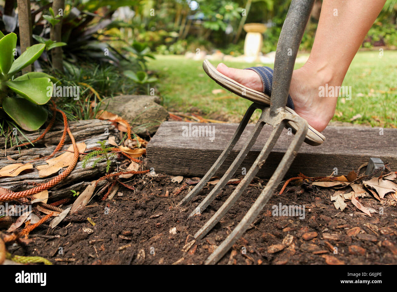Preparing the garden for planting with a garden fork Stock Photo - Alamy