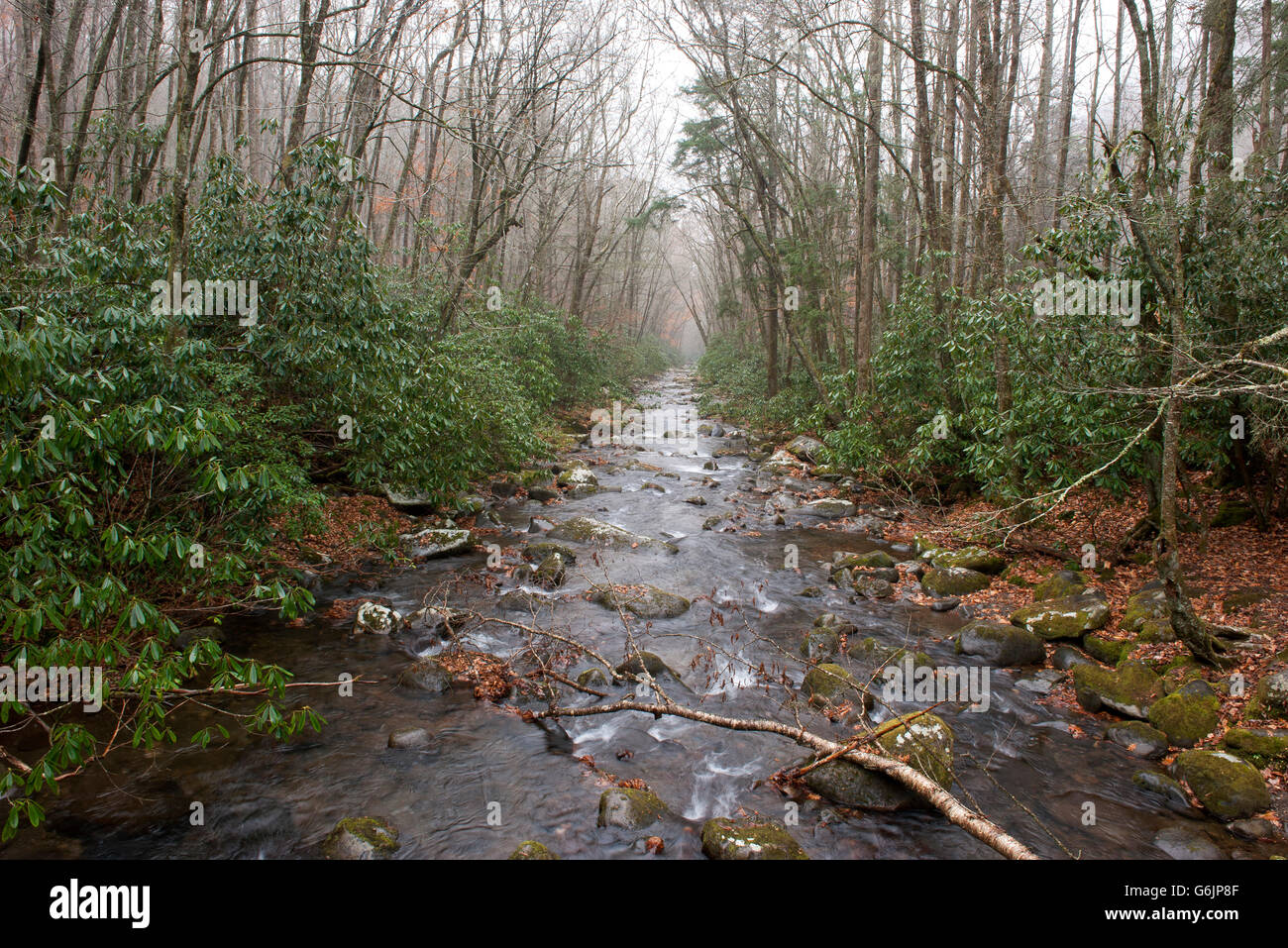 Stream through woods Stock Photo - Alamy