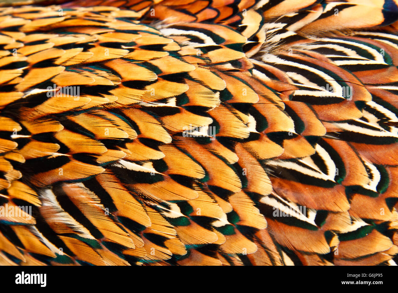 A photos showing the beautiful colour and patterns of Pheasant feathers ...