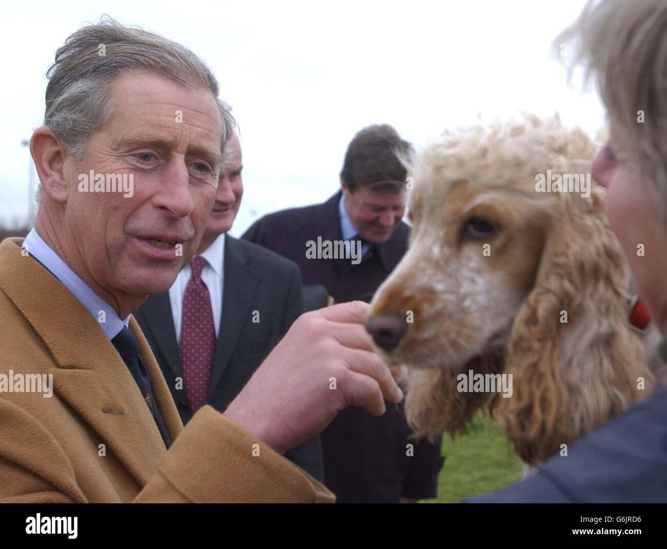 Prince charles spaniel hi-res stock photography and images - Alamy